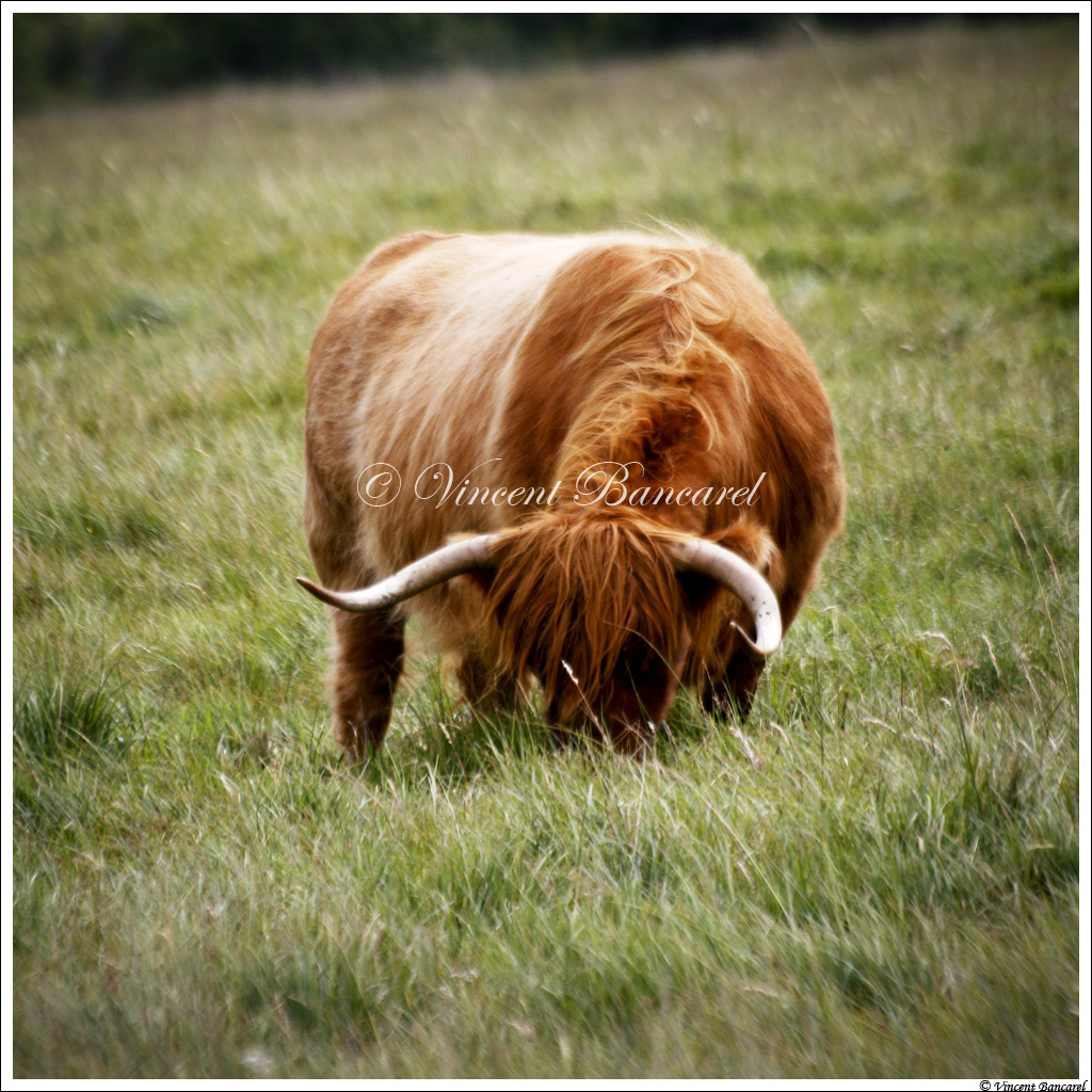 Focus nature: Vaches Irlandaises