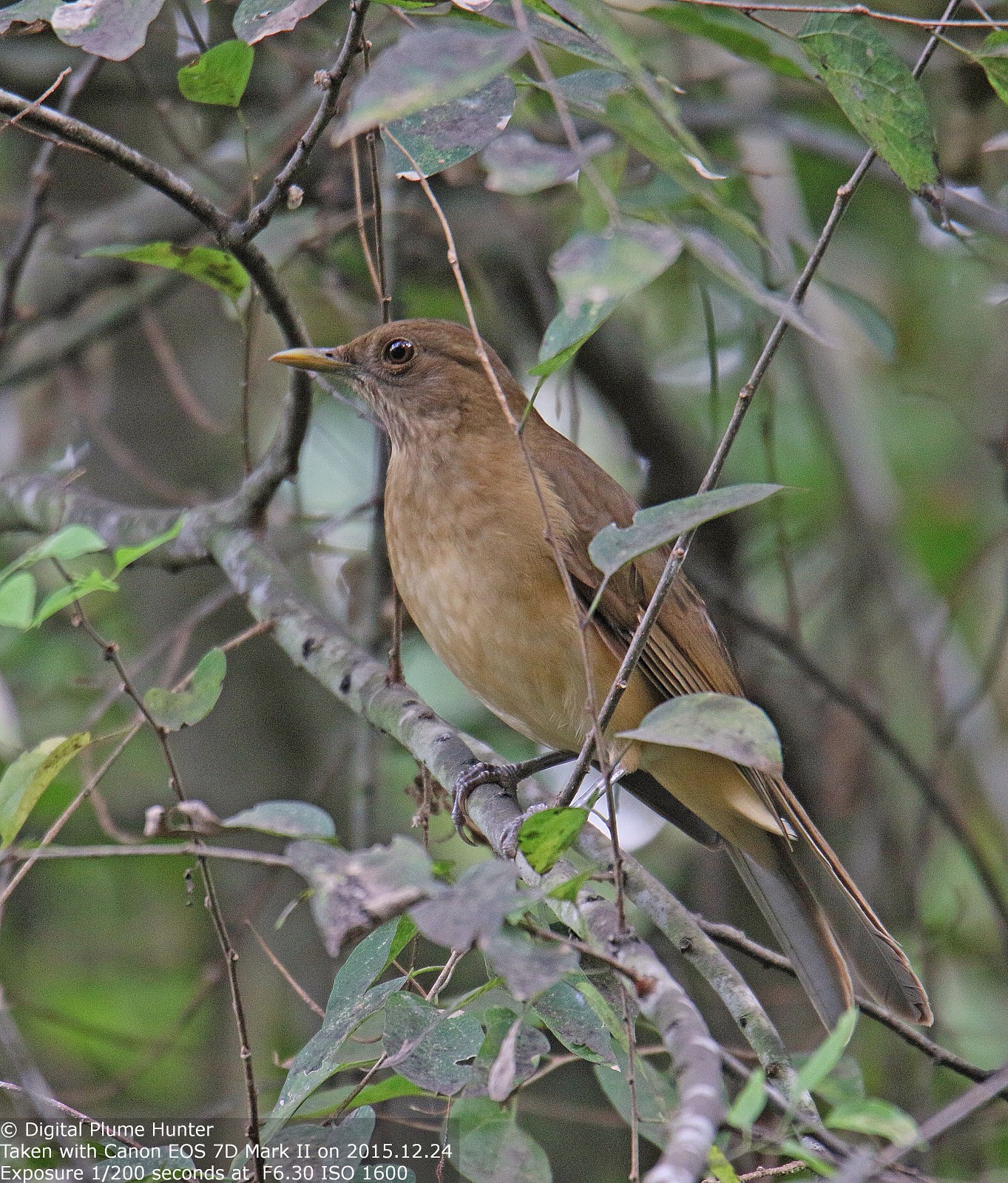 Hunting Digital Plumes in the US and Beyond: Estero Llano: Clay-colored Thrush, Green Jay and ...
