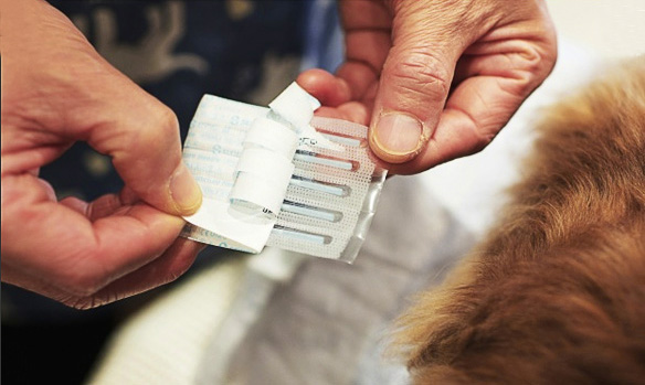 DOGS line Up to get 1,000 Year-Old Therapy in Tokyo! | BOLD and UNUSUAL ...