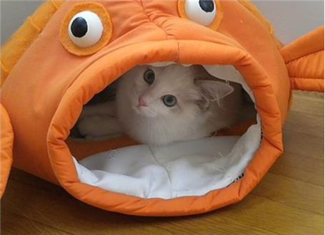 Miss Cellania: Cats and Fish