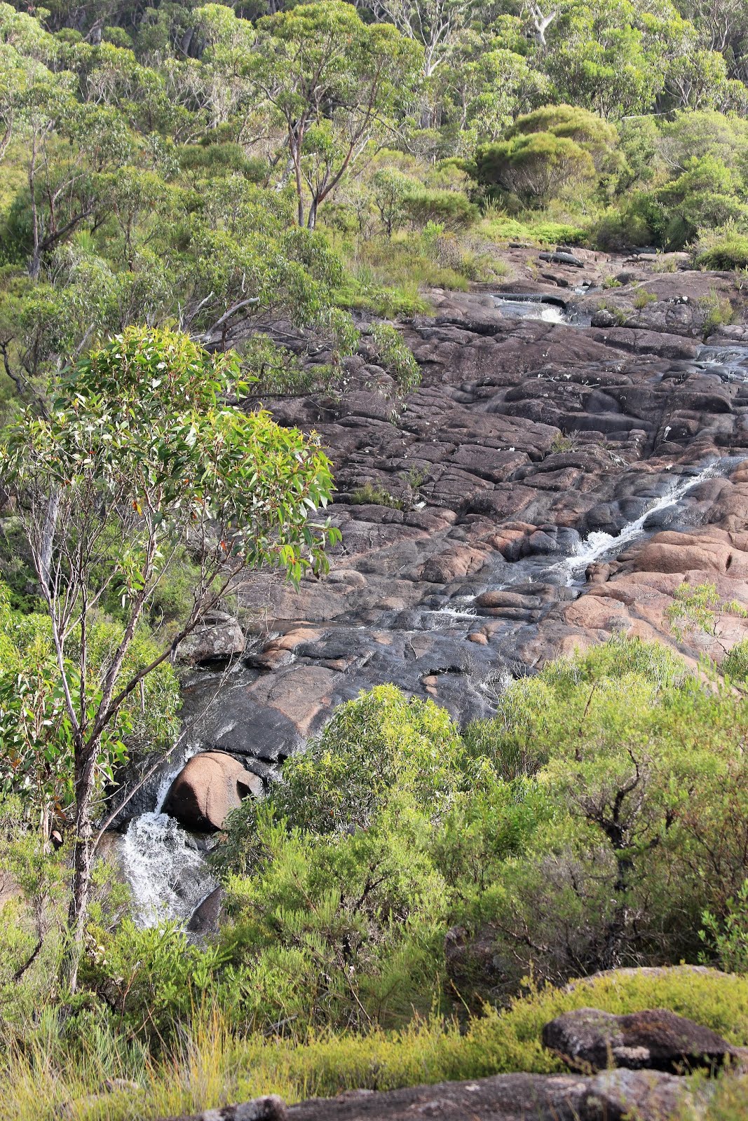 National Park Odyssey: Fern Tree Forest Walk, Mulligans Campground ...