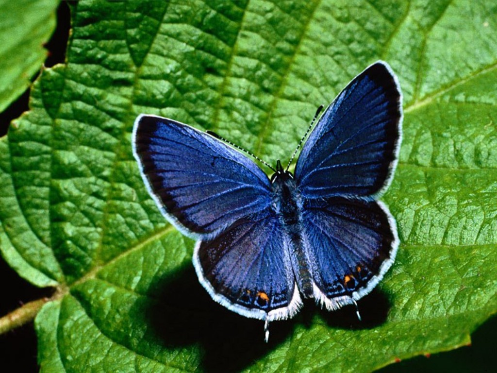 Butterfly pictures and Wallpapers