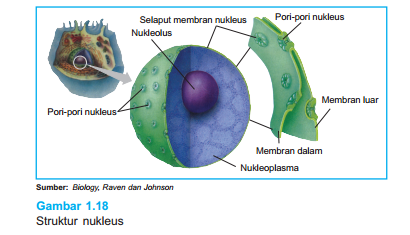 Struktur, Pengertian dan Komponen Nukleus - Sakersomu - Kumpulan Materi ...