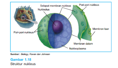 Struktur, Pengertian dan Komponen Nukleus - Sakersomu - Kumpulan Materi ...