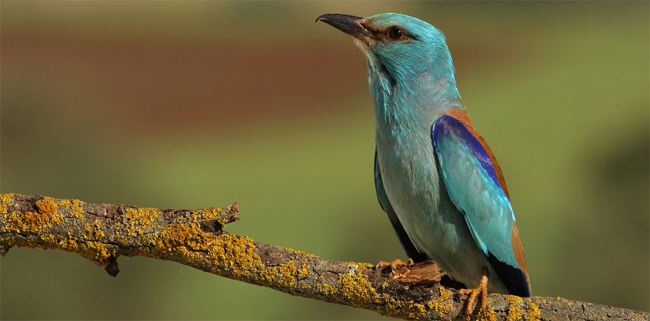TERRITORIO NATURAL: Carraca europea por La Moraña