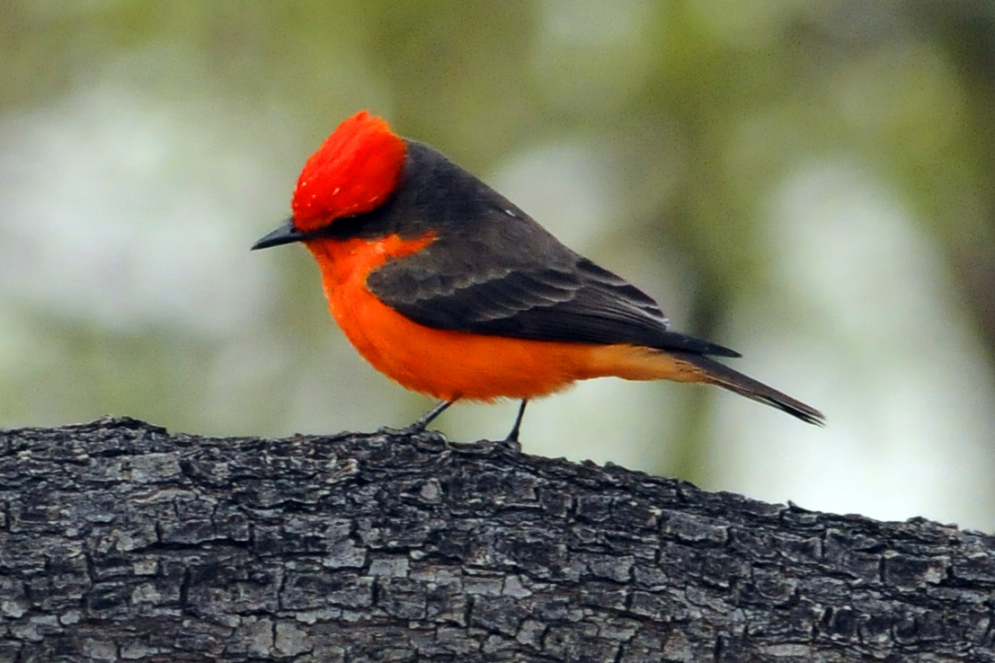 The Nature of Framingham: The Elusive Vermillion Flycatcher