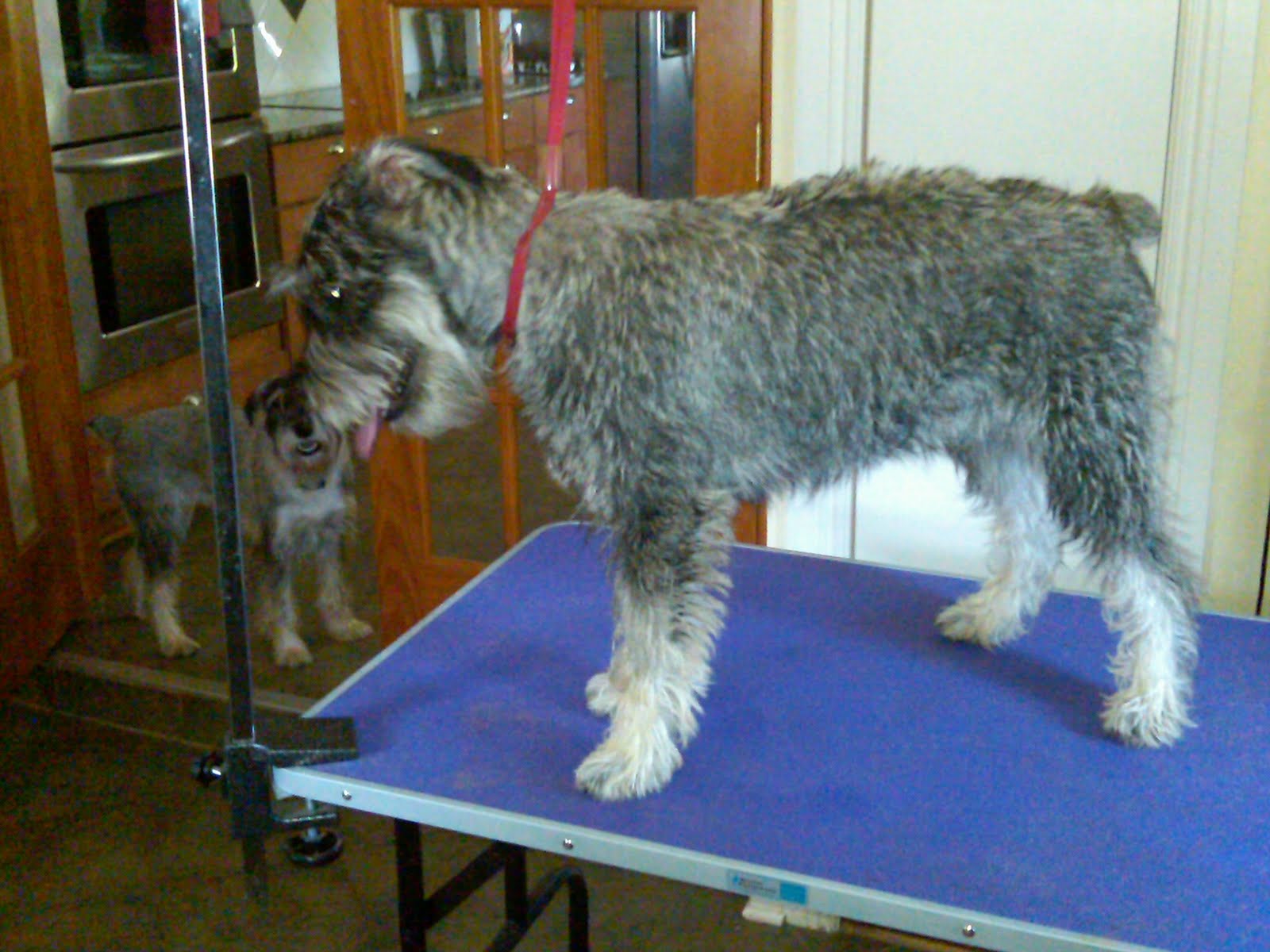 Standard Schnauzers in Virginia: Max's first hair cut!