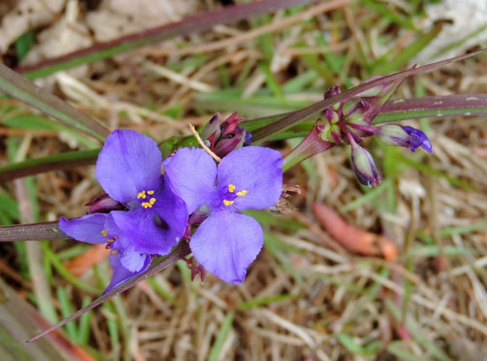 Garden Pic Wednesday: Virginia Spiderwort