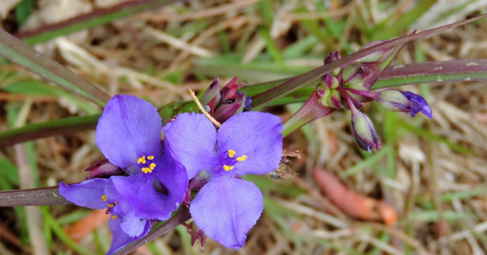 Garden Pic Wednesday: Virginia Spiderwort