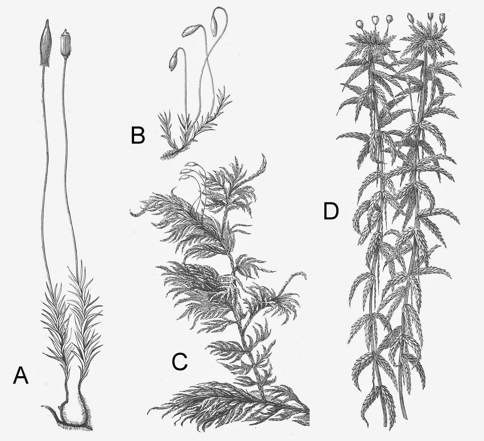 Botany Professor: Plant Life: a Brief History