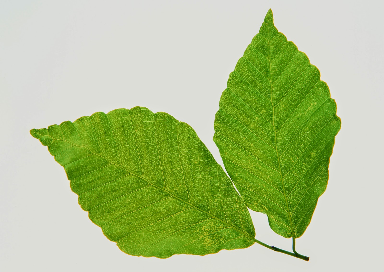 Stock Photo Gambar Daun Set 01