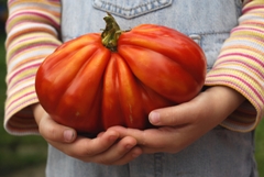 All Fun Here: World's largest tomato