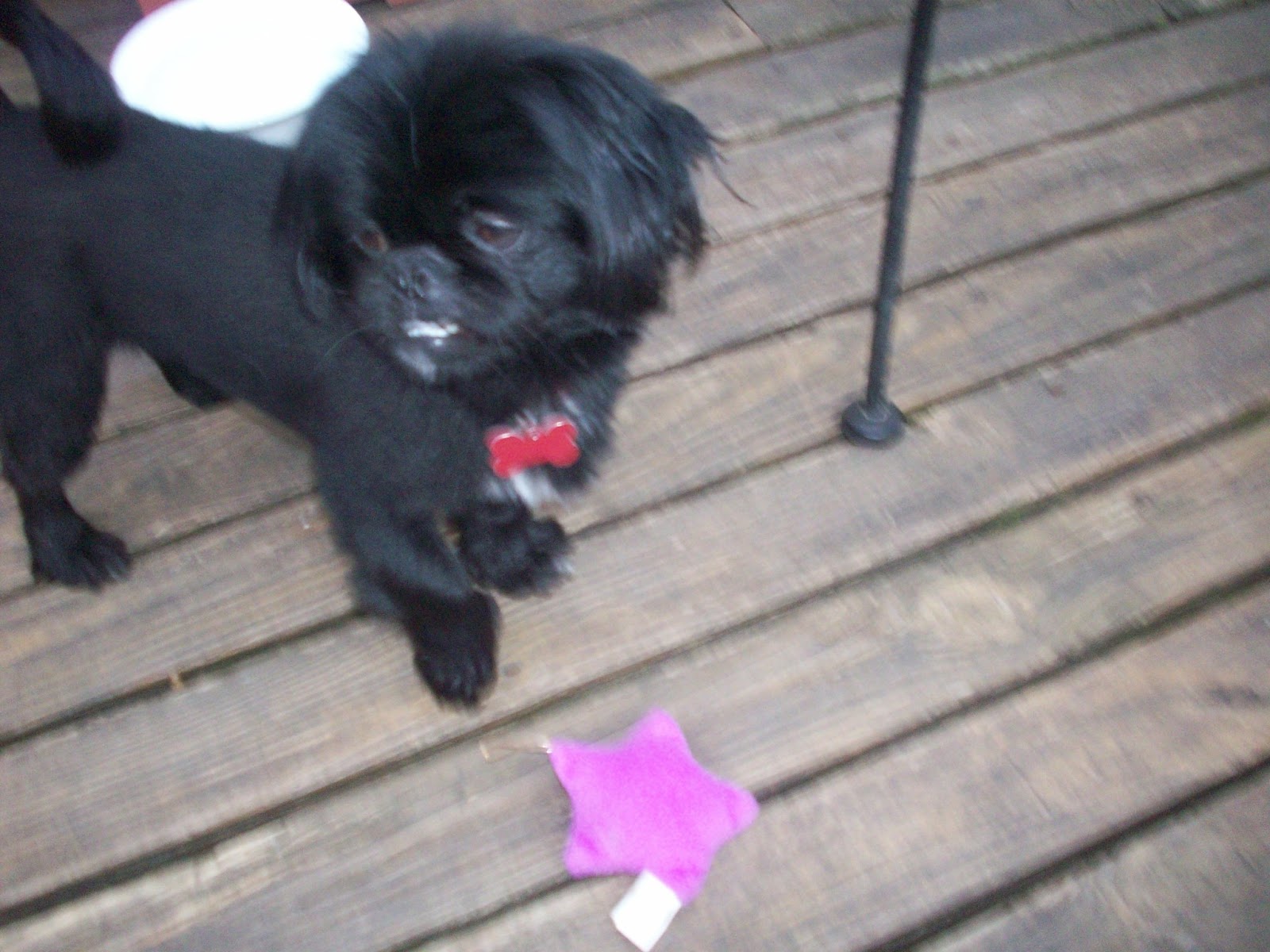 Must Love Pekes: PIPER AND SIR JENKINS