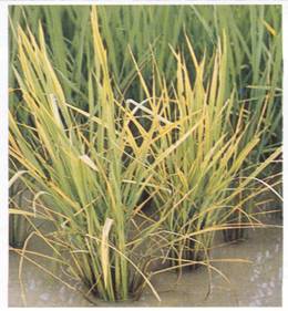 Rice insect pest in Bangladesh: Rice insect pest