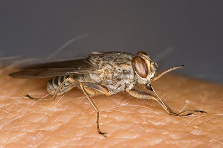 Tsetse Fly - Insects Morphology