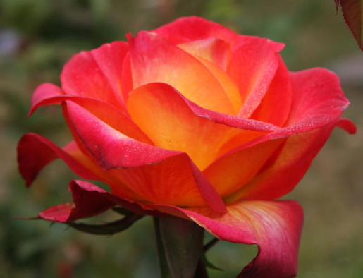 Tip's Included: A Family of 6: My 'Perfect Moment'