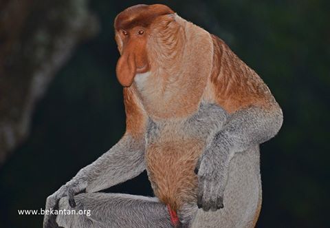 Proboscis Monkey the Natural Swimmers ~ Sahabat Bekantan Indonesia