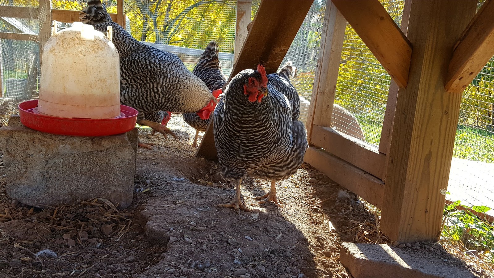 The American Haggard Housewife: Feeding Time At The Farm