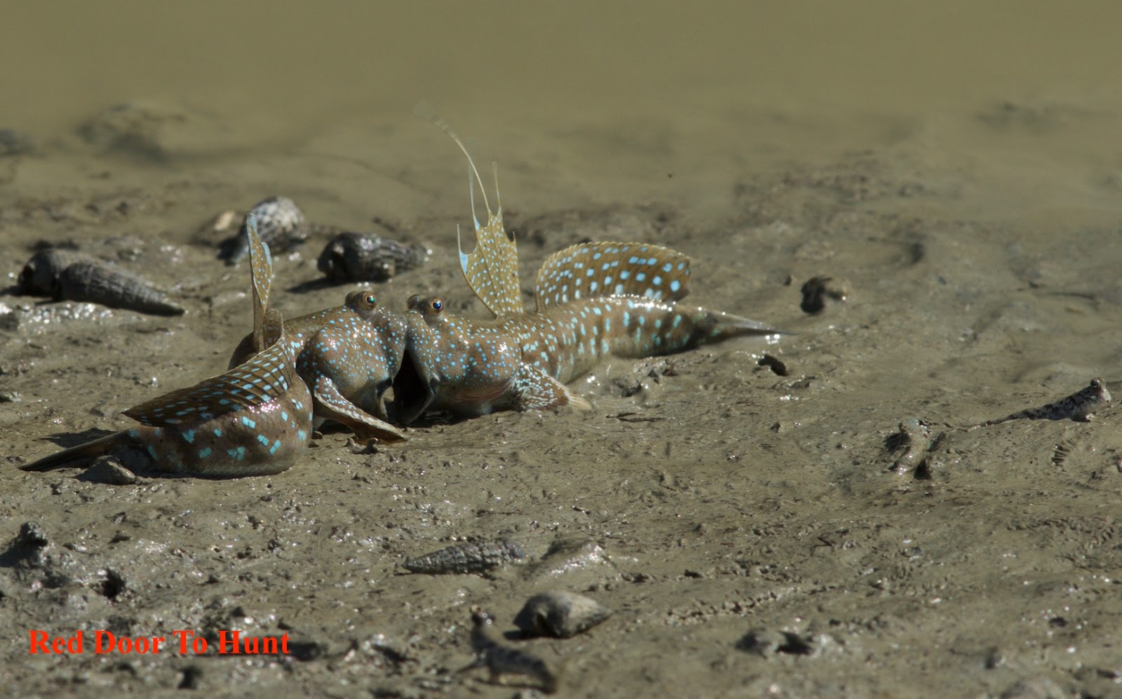 RED Door To Hunt: Pertarungan Ikan Tembakul/ Ikan Belacak ...