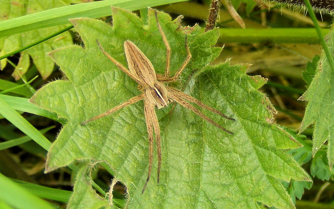 Cholsey Wildlife: Arachnids & Insects