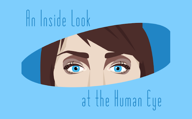 An Inside Look At The Human Eye [Infographic] - Visualistan