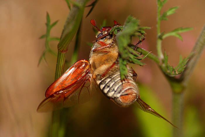 Light Colour Shade: Garden Nasturtium (Tropaeolum Majus) and The Forest ...