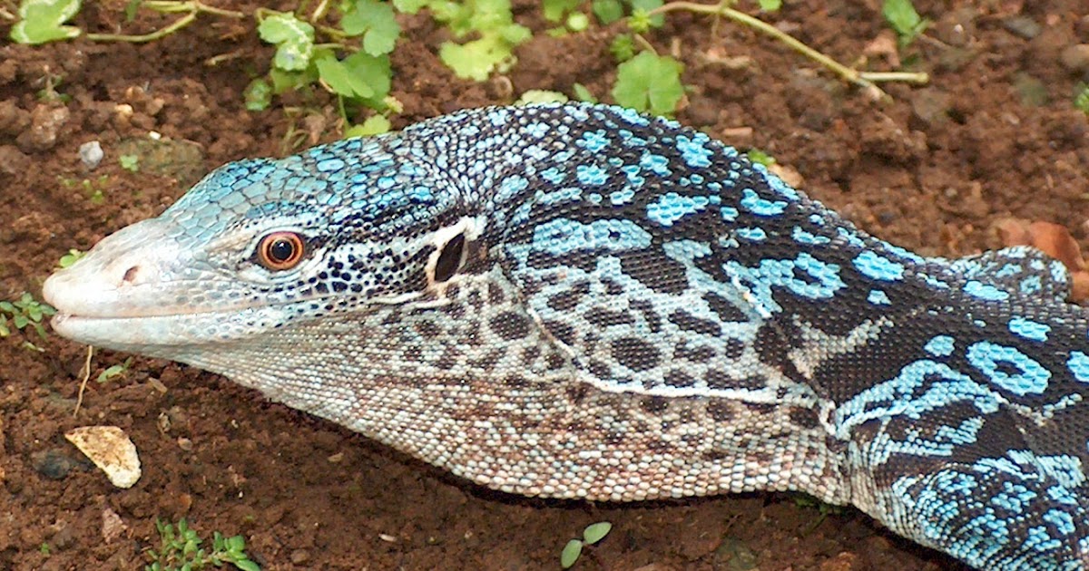 Species New to Science: [Herpetology • 2016] Scale Morphology and Micro ...