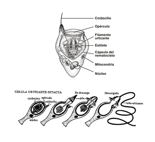 1.- Reconocimiento de visu | Practicas Invertebrados UAM 2012