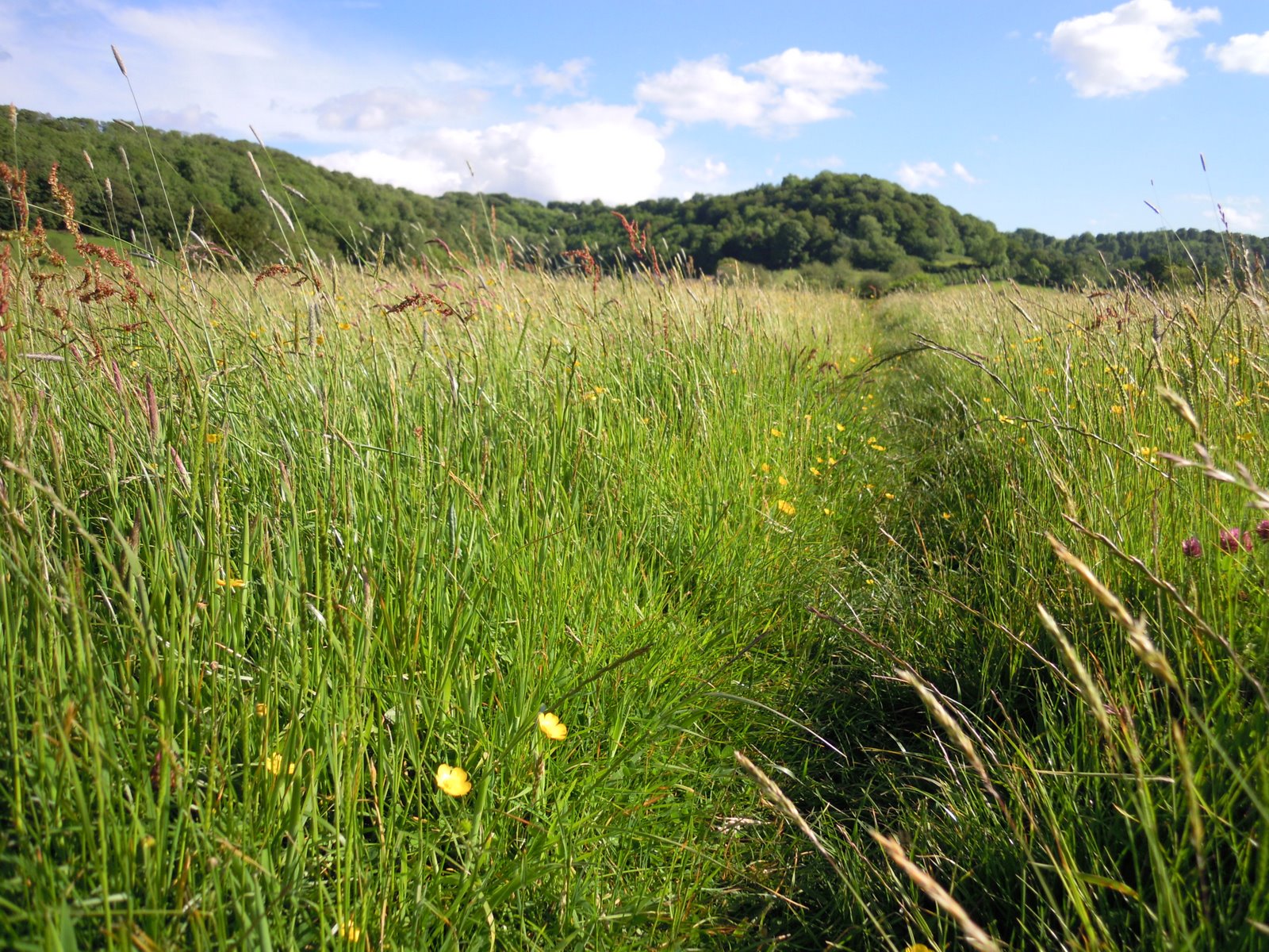 A Cotswold Year: Hay Meadows