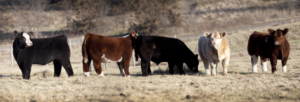 RCC Blog: Rodgers Bulls