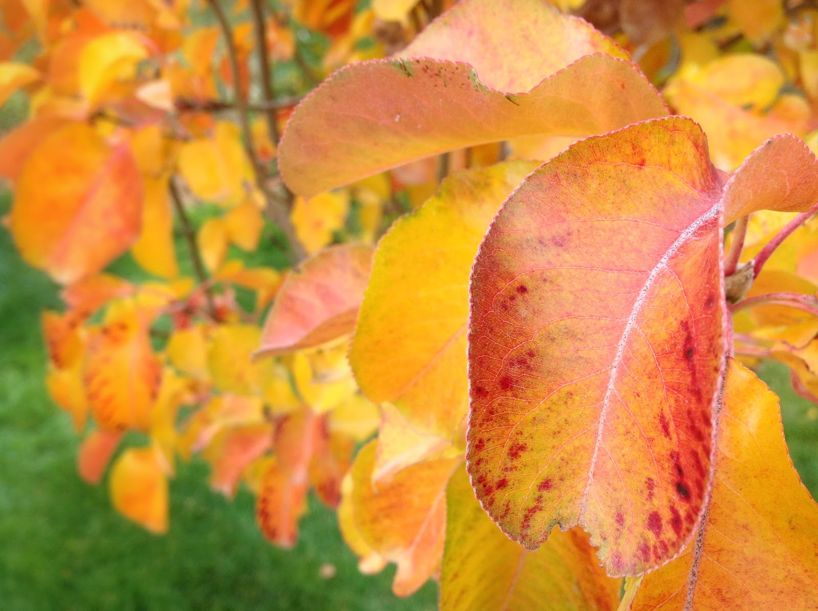 Tickled Pink: Flowering Pear Tree