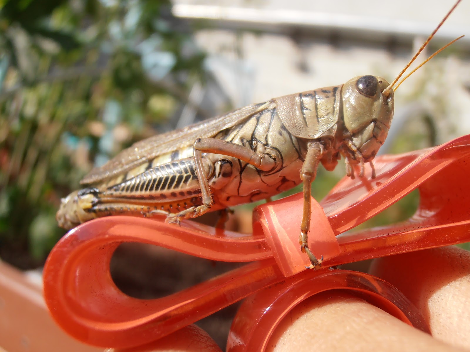 The Insect World: Pretty Insects from the KLAB Garden!