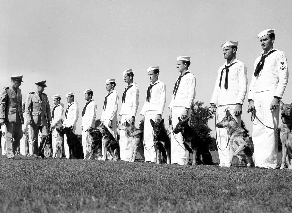 POSTCARDY: the postcard explorer: WWII Military Dogs & Poodles