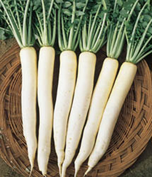 Radish - A Cure for many ailments ~ Health Articles and News