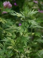 Viswa Bharati Vedic Astrology : Plants used as Patri for Vinaayaka ...