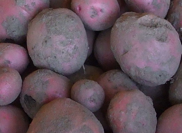 Thirsty Dirt: Potato Issue #2: Grubs