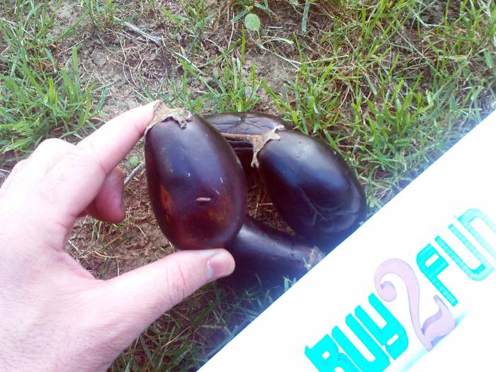 Tarım Siteniz: Patlıcan çeşitleri