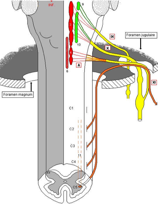 Electroneuromyographie: Nerf spinal accessoire