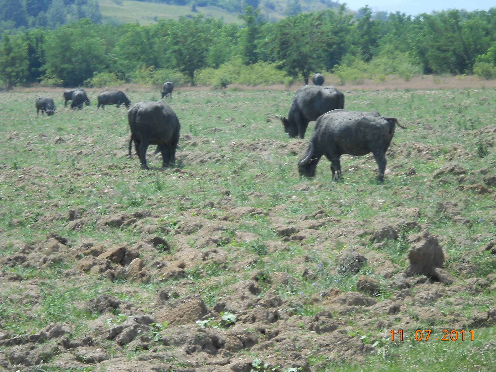 blogul lui carmen: Bubaline sau bivoli