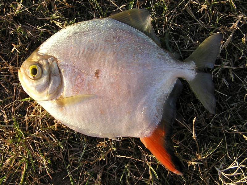 A Igreja Invisível do Pastor João: Pesque e Pague: Pacuzinho e Pacuzão
