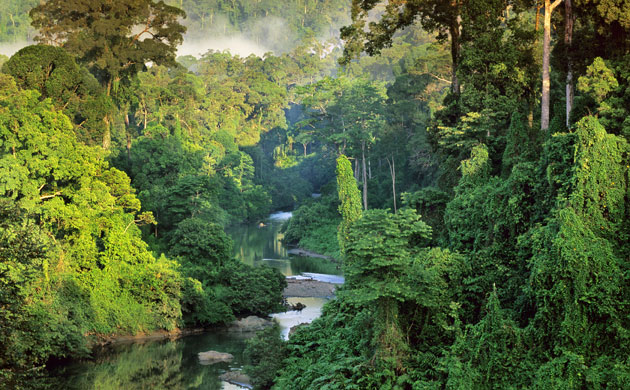 Borneo Lowland and Montane Forests