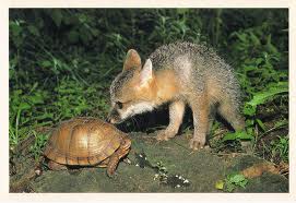 Kumpulan Narrative Text Dongeng Legenda Terlengkap: The Fox And the turtle