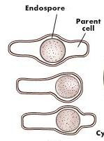 Endospora ~ Mikrobiologija - kas tai?