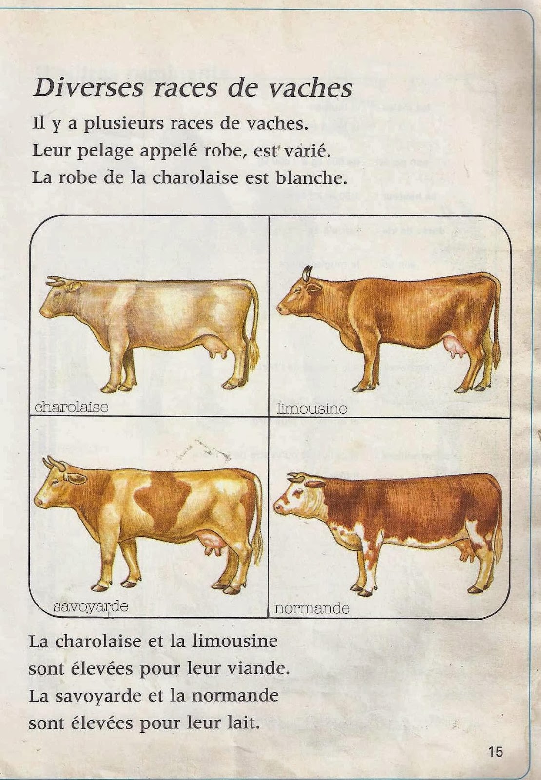 Leçons de choses: La vache