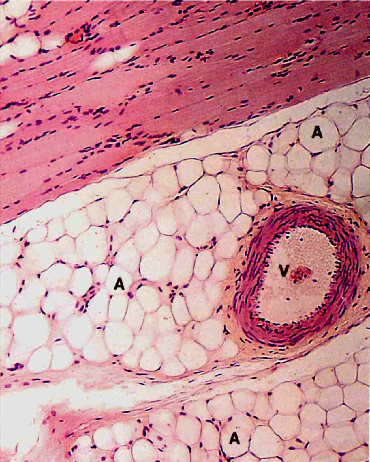 CATEDRA DE BIOLOGIA : HISTOLOGÍA