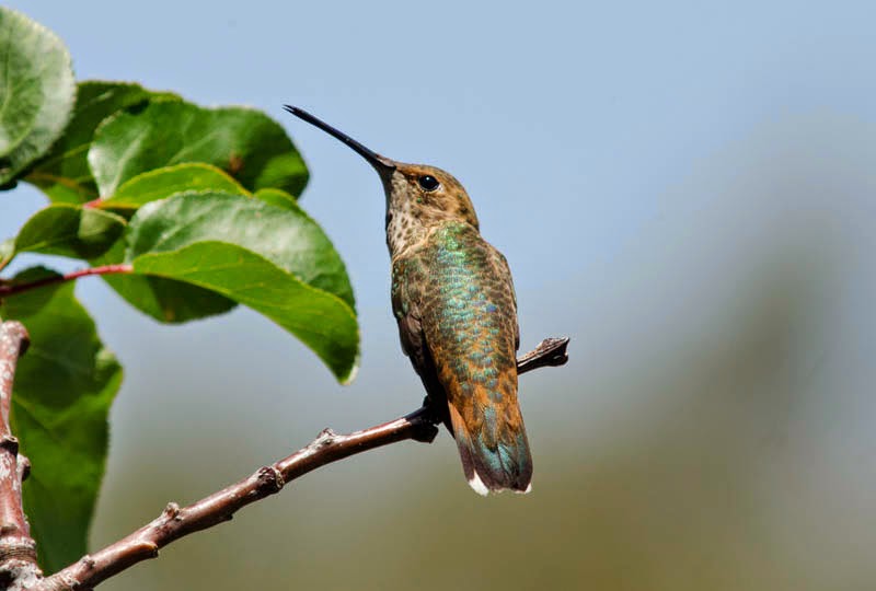 The Wayward Hawaiian: Allen's Hummingbird, Selasphorus sasin (female)