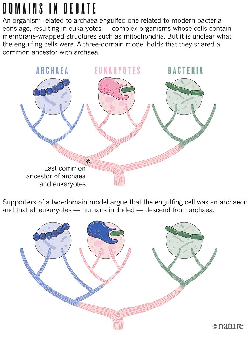Science And Sciencibility: Lokiarchaeota and the tree of life