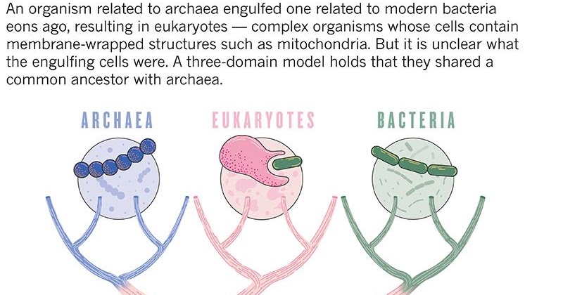 Science And Sciencibility: Lokiarchaeota and the tree of life