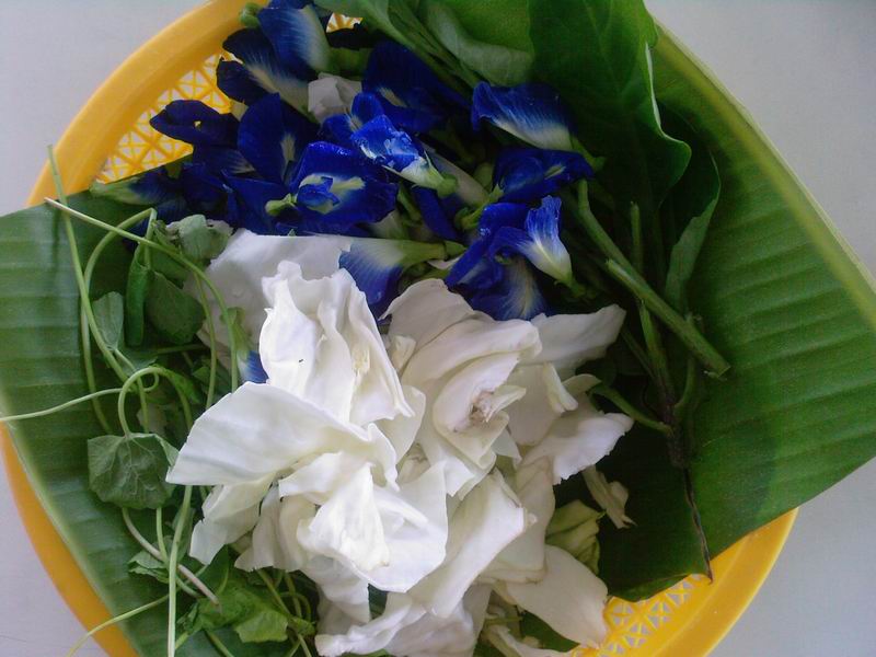 Anchan Flower (ดอกอัญขัญ)