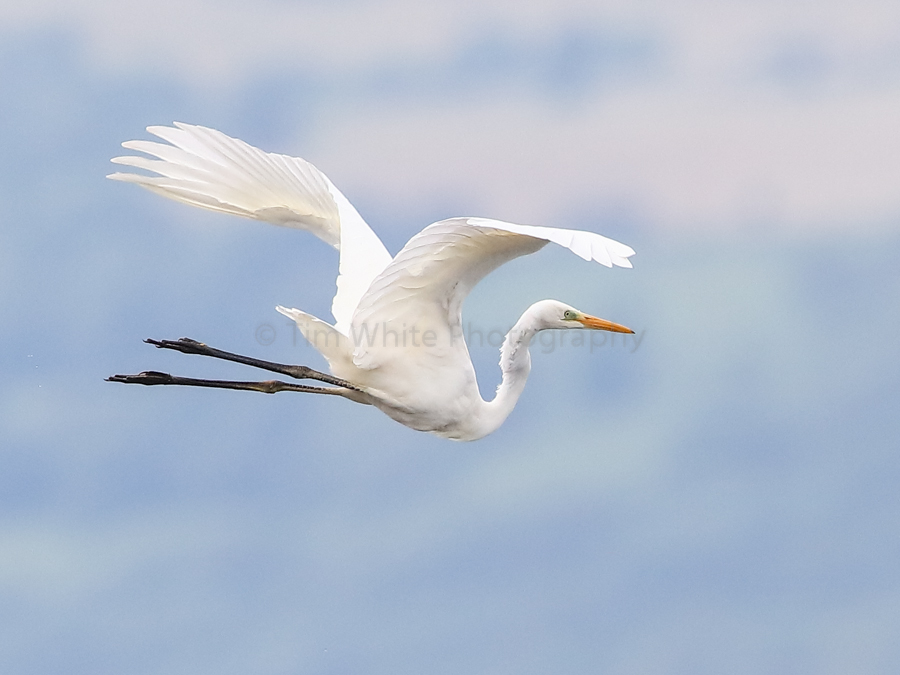 Colyton Wildlife: Great White Egret in flight